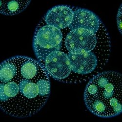 Chlorophyta Volvox